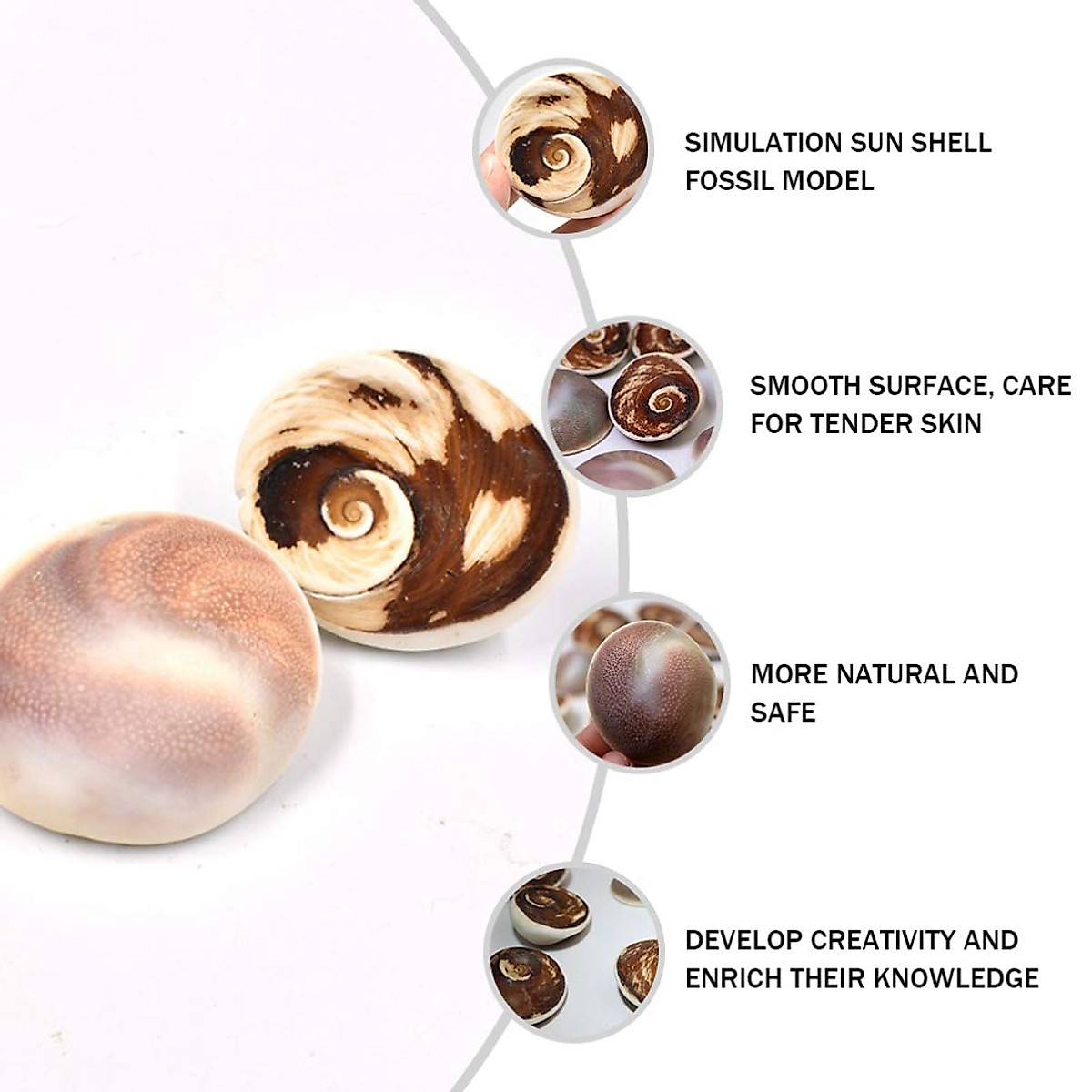 Scicalife 100g Sun Shell Fossil Stone Paleontology Fossil Stones Specimen Ornaments for Basic Paleontology Biological Science Education