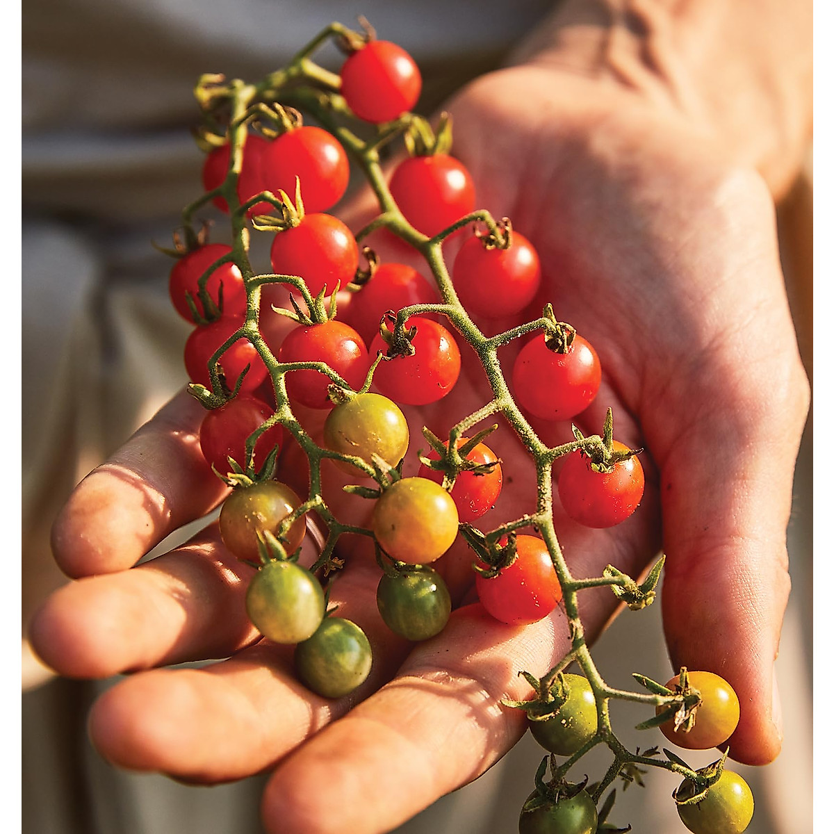 Burpee 'Red Currant', Red Cherry Tomato, Sweet Flavor, 60 Non-GMO Seeds