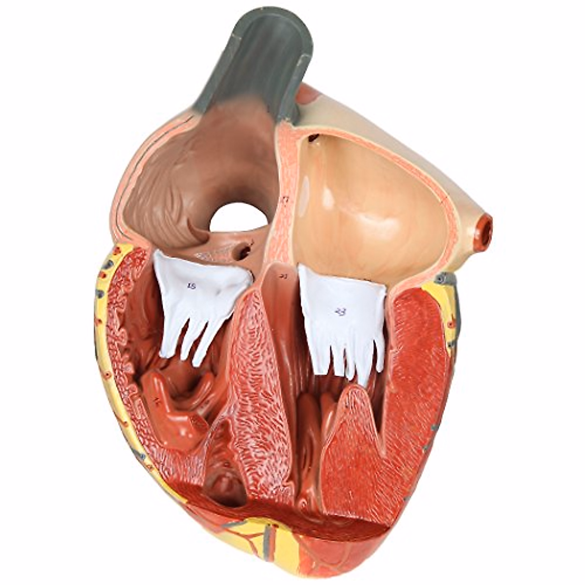 Axis Scientific Enlarged Human Heart Model, 3x Life-Size, Anatomically Accurate 3-Part Numbered Anatomical Heart Illustrates 34 Internal Structures, Magnetically Connected, Includes Product Manual