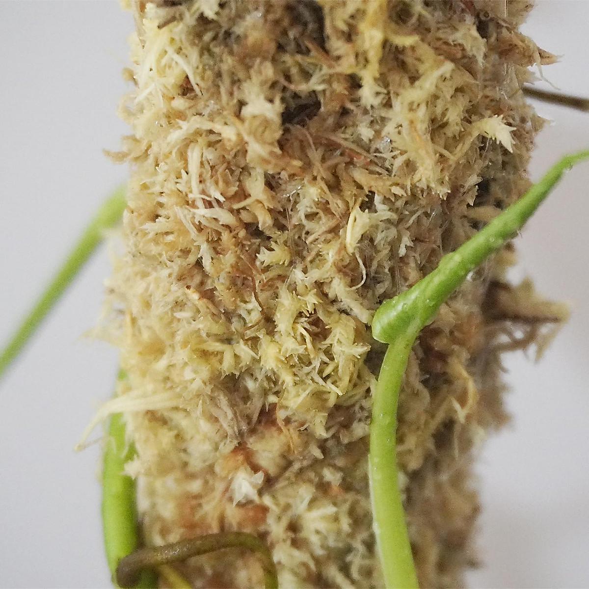 Kapecute Sphagnum Moss Pole for Plants, 2 Sticks 25 Inch Bendable Plant Stakes Made of Real Sphagnum Moss, Good for Climbing Plants Monstera and Other Creeper Plants Grow Upwards