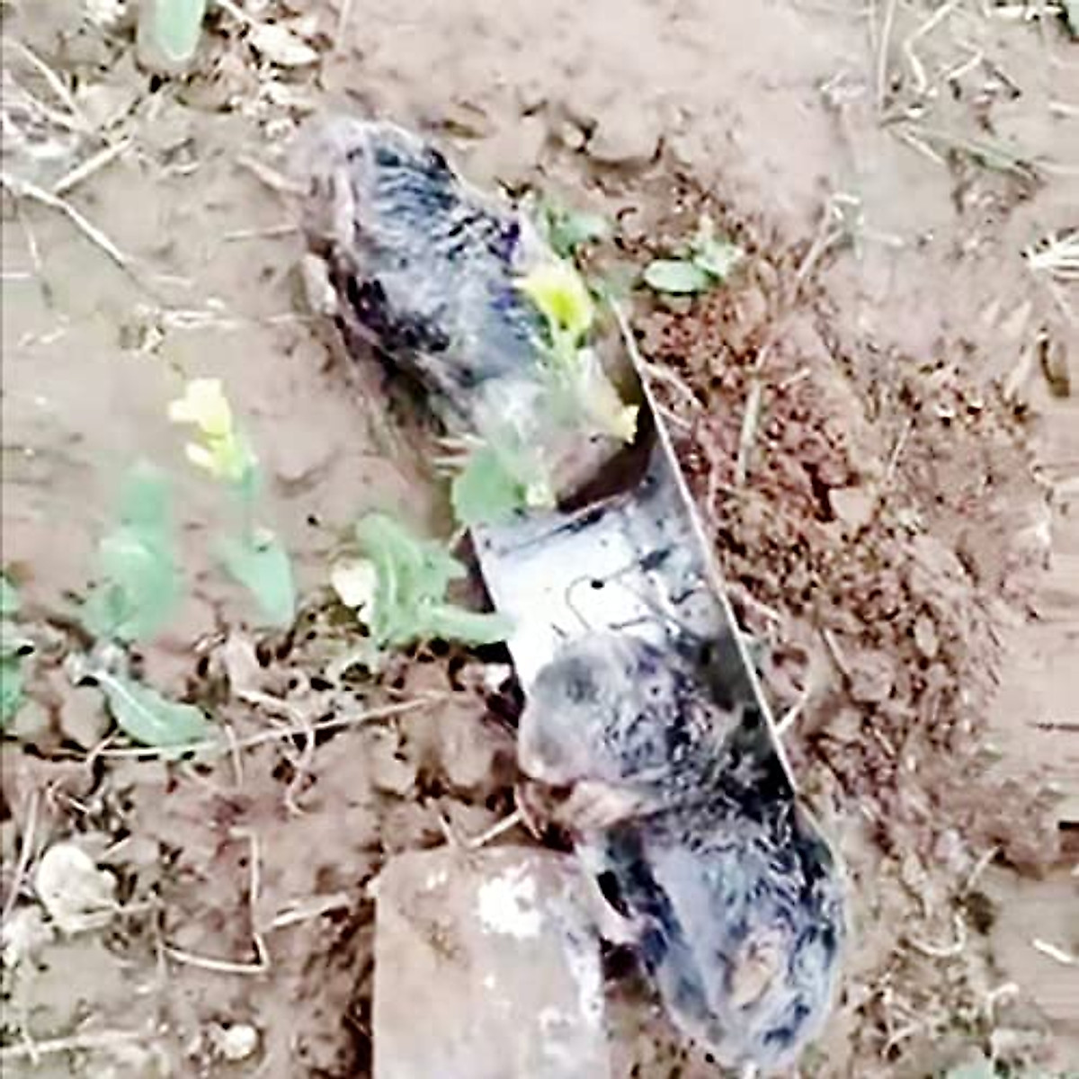 DSQSTMR Mole Traps That Work Gopher Squirrel Spring Best Rat Trap Outdoor Vole for Lawns Easy Reusable Smart Snare Trapping