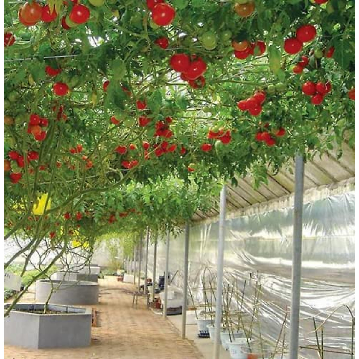 CHUXAY GARDEN Italian Tree Tomato Seed 15 Seeds Big Tomato Vine Juicy Sweet Unique Flavor Fruit Gardening Gifts Low-Maintenance