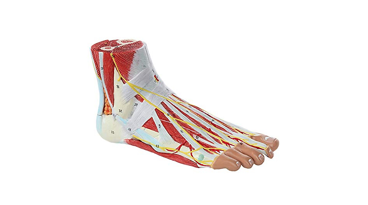 Axis Scientific Anatomy Model of Foot with Muscles, Ligaments, Nerves ...