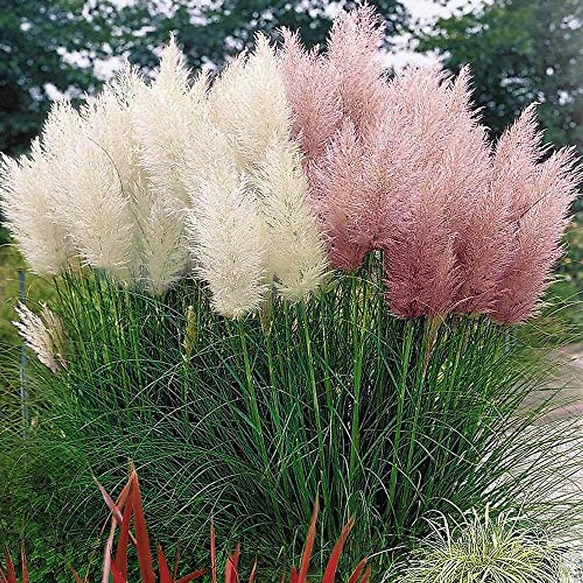 Outsidepride Perennial Cortaderia Selloana Tall Pampas Grass Plant Mix - 1000 Seeds