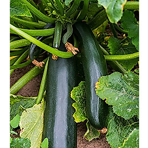 25 Black Beauty Zucchini Summer Squash Seeds for Planting. Non GMO and Heirloom. 3 Grams of Seeds. Garden Vegetable Survival