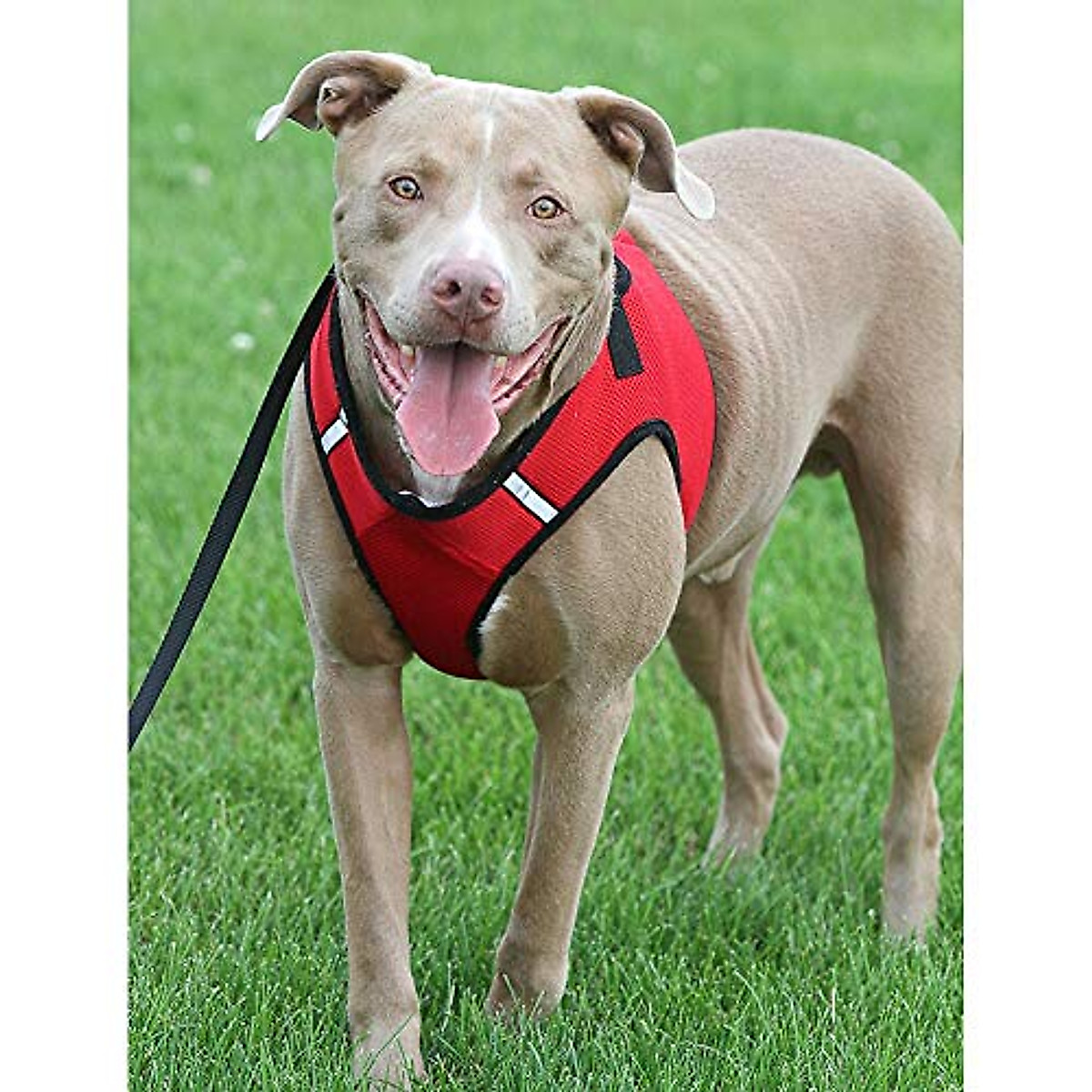 The Worthy Dog Sidekick Padded Harness Red Plaid Pattern With Secure Back Buckle, Adjustable Velcro, and D rings for Leash - Cute, Fashionable, and Comfy Outdoor Walking Vest Accessory - Small