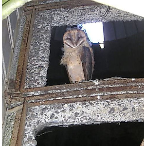 Mountain Home Biological, Inc. Jumbo Owl Pellets, Pack of 5, with Bone Sorting Sheet