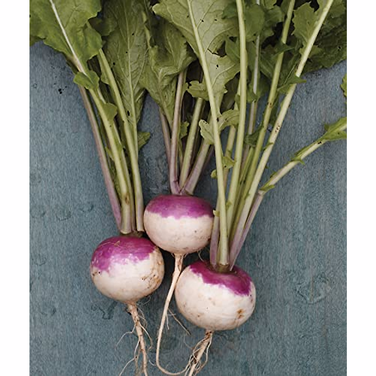 Burpee Purple Top White Globe Turnip Seeds 5000 seeds