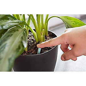 Scotts Indoor Plant Food Spikes, Includes 48 Spikes - Continuous Feeding for all Flowering and Foliage Houseplants - NPK 6-12-6, 48 Count (Pack of 12)