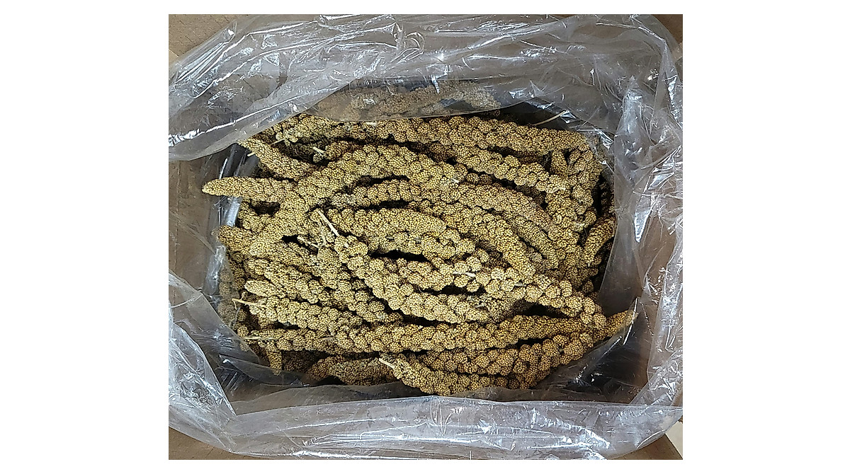 Penn Seed Spray Millet Heads - Natural Stemless Bird Treats (5 lbs)