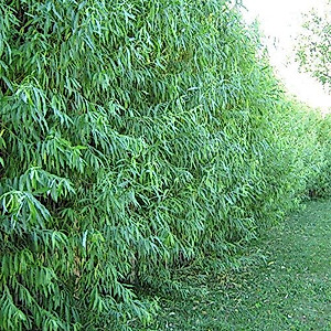 100 Fast Growing Willow Trees - Hybrid Willow Cuttings to Grow for Privacy or Shade - Guaranteed to Grow