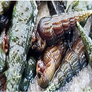 Live Mosquitofish Trumpet Snails Freshwater Aquarium Pond Crayfish Craydad Feeders Fish Food Combo Value Pack