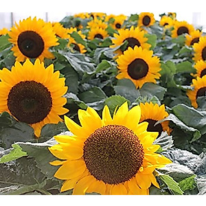 Sunspot Sunflower Seeds for Planting | Heirloom and Non-GMO Flower Seeds | 30 Giant Mammoth Sunflower Seeds to Plant Outdoor Home Garden | Bulk Planting Packets Available (1 Pack)