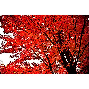 Froze Red Maple Tree - 12-16inch Tall Seedling - Quart Pot - Live Plant - Acer rubrum