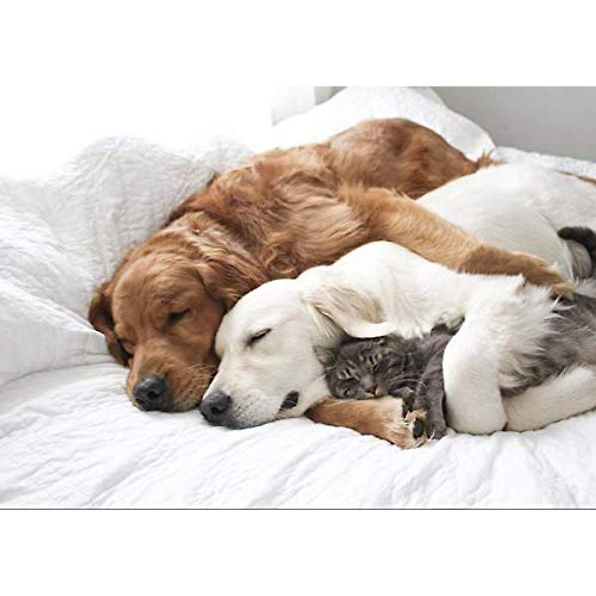 cat Urinary Tract Infection - Pets Total Health Support - for Dogs and Cats - Healthy Joints Eyes Teeth Hair Skin - cat Vision Health - 1 Bottle (60 Tablets)