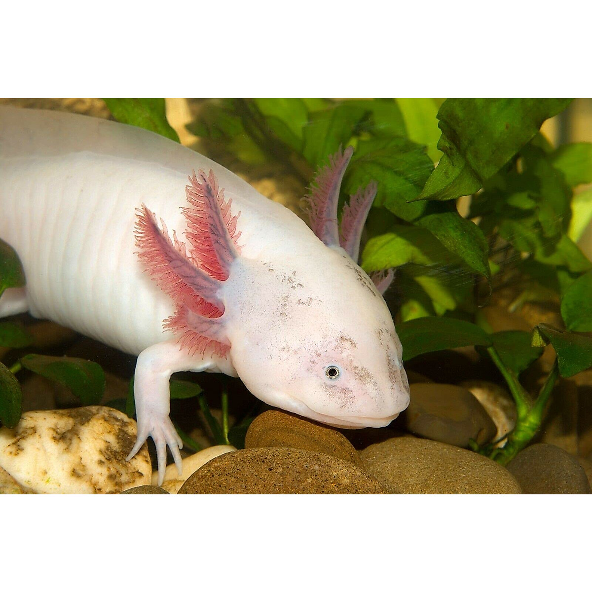 AQUATICBLENDEDFOODS Gourmet Axolotl Soft Food Pellet Mix 3.2mm & 4.0mm & Mini BLOODWORM Sticks (2oz) - ABF7