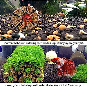 SunGrow Cholla Wood for Betta Fish, 5-Inches Long, Encourage Exercise, Create Basking Spot for Tropical Fish, Creative Addition to Home Crafts, Great Accent Piece, 3-Pcs