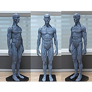 NSKI 1:6 30cm Resin Human Skeleton Anatomical Model Anatomy Skull Sculpture Head Body Muscle