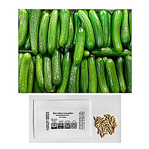 US Grown! 30+ Persian Beit Alpha (a.k.a. Lebanese) Cucumber Seeds Heirloom Non-GMO Burpless Sweet Non-Bitter and Acid Free, Crispy and Sweet, Fragrant and Delicious, Cucumis sativus, Grown in USA!