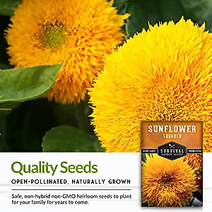 Survival Garden Seeds - Dwarf Sungold Sunflower Seed for Planting - Packet with Instructions to Plant and Grow Pom-Pom Teddy Bear Flowers in Your Home Vegetable Garden - Non-GMO Heirloom Variety
