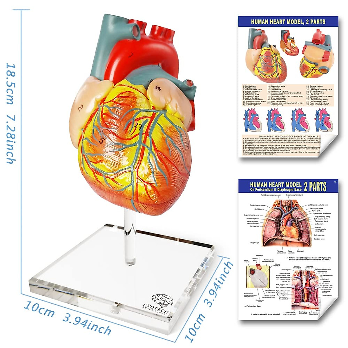 EVOTECH Human Body, Skeleton and Heart Models-Best Anatomy Model Bundle Set of 3 Hands-on 3D Model Study Tools for Medical Student or as Educational Kit for Kids