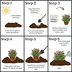 Proven Winner Double Play Doozie Spirea, 2 Gal, Red to Purple Flowers