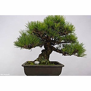 1144-Japanese Black Pine Tree (Pinus thunbergii) Seeds by Robsrareandgiantseeds UPC0764425787693 Bonsai,Non-GMO,Organic,Historic Plants,Sacred, 1144 Package of 5 Seeds