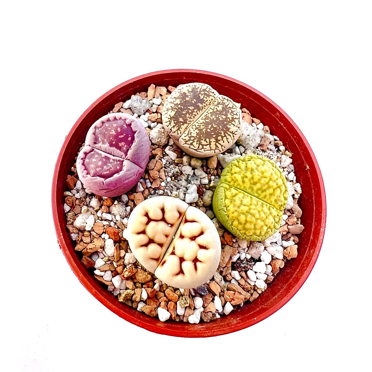 Pack of 8 Live Exotic Lithops Plant Medium Size 2 Years Old Rare Living Stone Seedling Perfect Terrarium Addition
