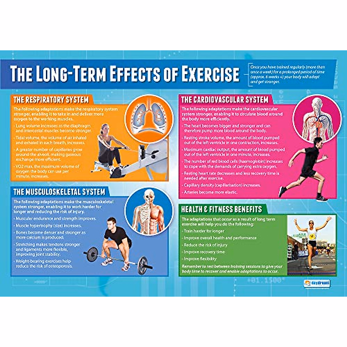 Daydream Education The Long-Term Effects of Exercise | PE Posters | Gloss Paper measuring 33” x 23.5” | Physical Education Charts for the Classroom | Education Charts