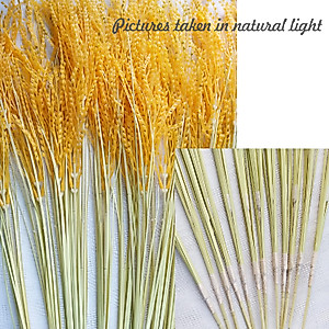 Mousidr Fake Grain Plant Artificial Paddy Rice Flowers Yellow Natural Plants for Home Office Hall Shop Window Garden Decoration (12 Packs 23.6inches)
