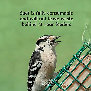 C&S Wild Bird Bluebird Suet Nuggets Mega Box, 8 Pounds