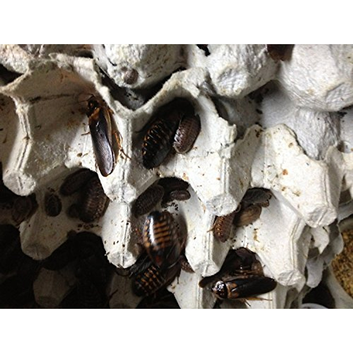 Dubia Roaches 100 Mixed Size for Feeding Reptiles by Copper Dragon's Roaches