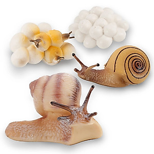 Snail Life Cycle of Snail Toys Life Cycle Figures Set Realistic Preschool Animals Figurines Eduactional Project Diorama Model Toy for Kids