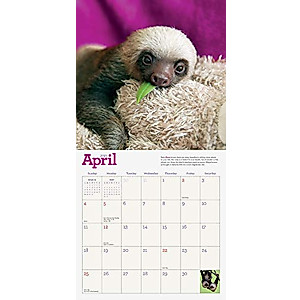 Original Sloths Wall Calendar 2021