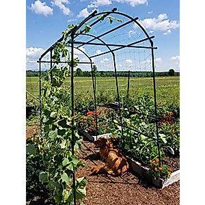 Gardener’s Supply Company Extra Tall Garden Arch Arbor 80in Titan Squash Tunnel | Lightweight Metal, Trellis Plant Stand for Climbing Vines | Outdoor Lawn Tower & Garden Support Structure