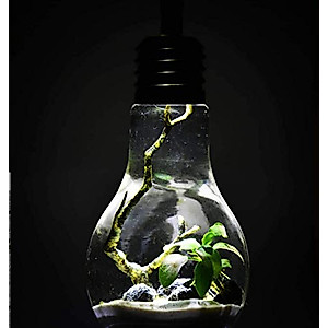 Greenpro Anubias Nana Potted Live Aquarium Plant Easy 100% Snail Free Guanteed