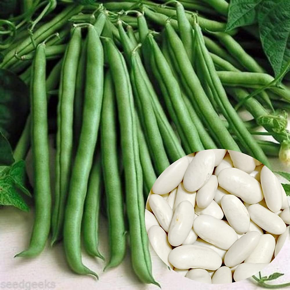 70 Blue Lake Pole Bean Heirloom Seeds Stringless Heirloom - Non-GMO - Always Fresh Seeds!