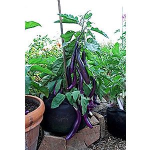 Eggplant, Long Purple Eggplant Seeds, Heirloom, Non GMO, 25 Seeds, Garden Seed, Long Purple, Heirloom, Non GMO, 25+Seeds, Garden Seed