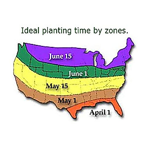 Fancy Leaf Caladium - June Bride - Large Size Root - Zones 9-11