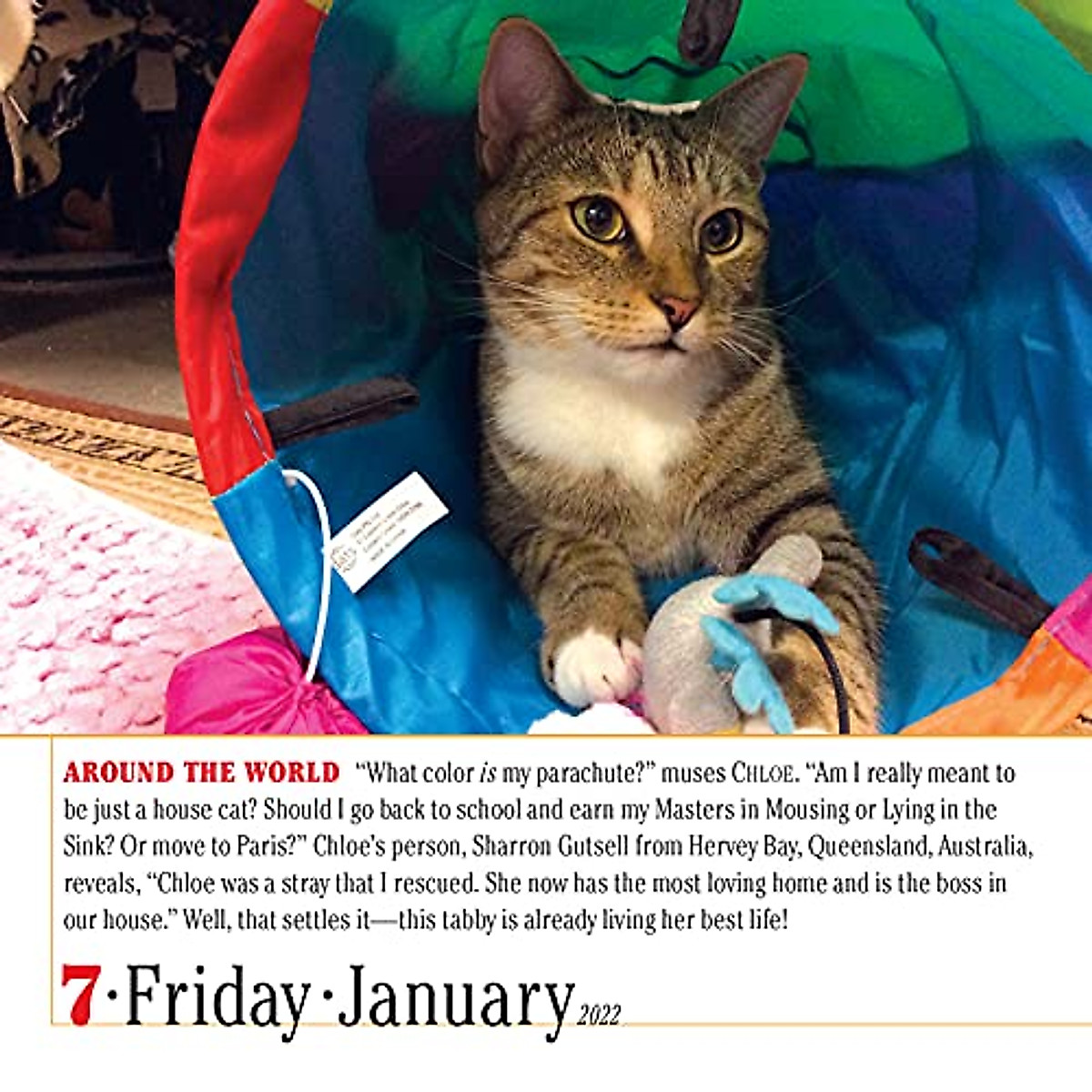 365 Cats Page-A-Day Calendar 2022: The World's Favorite Cat Calendar