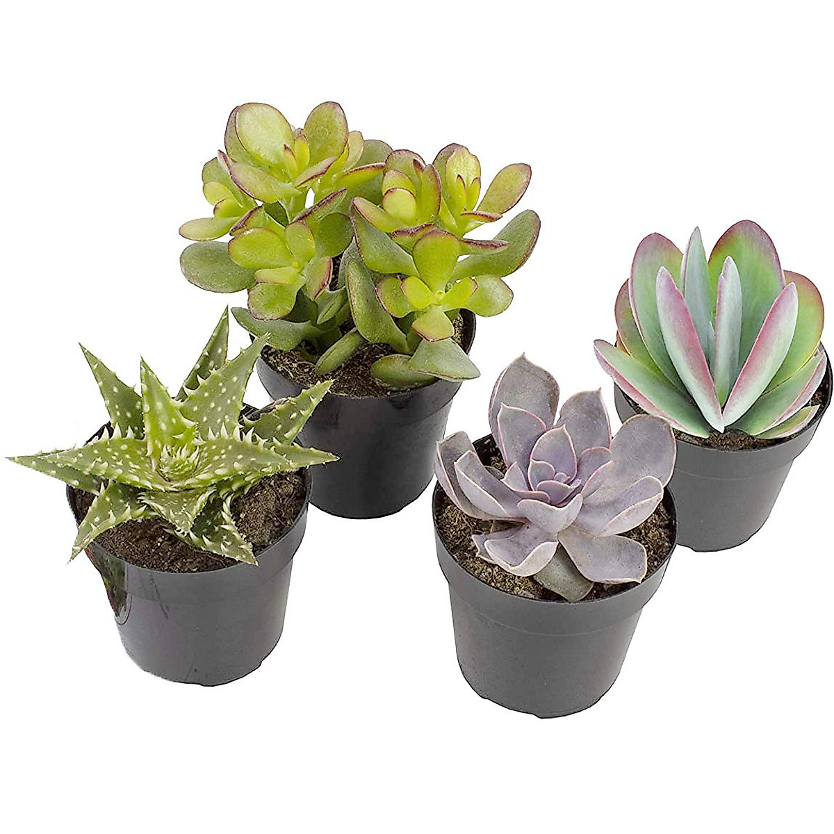 Altman Plants, Live Succulents Plants Live Houseplants (4PK), Succulent Plant Lover Gifts, Live Indoor Plants in Potting Soil, Live Plants Indoor Cactus Plants Live Succulent Plants Live House Plants