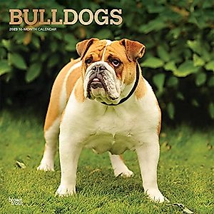 Bulldogs | 2023 12 x 24 Inch Monthly Square Wall Calendar | Foil Stamped Cover | BrownTrout | Animals Dog Breeds DogDays