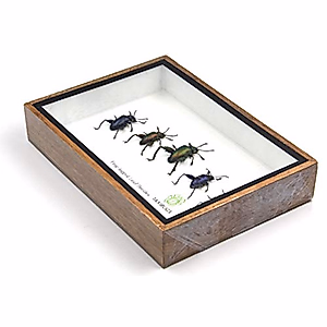 SET 5 REAL FROG LEGGED LEAF BEETLES SAGRA INSECT TAXIDERMY SET IN BOX / 3D WOODEN FRAME (Wooden Box)