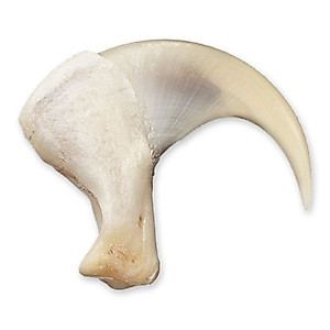 Real Bobcat Claw (2.5cm)