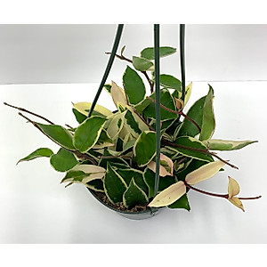 Tricolor Hoya Krimson Queen, Hoya Carnosa Variegata Tricolor Hoya Ships from CA (4" Pot)