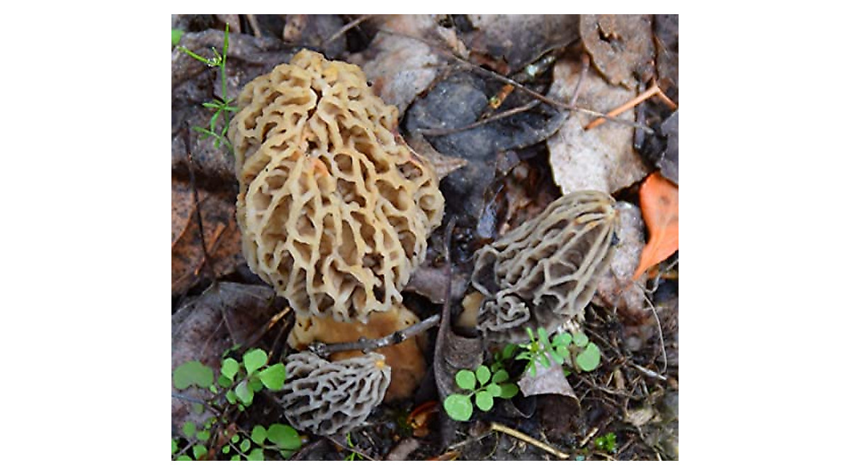 Backyard Morel Mushroom Growing Kit - Grow Gourmet Mushrooms Year-Round