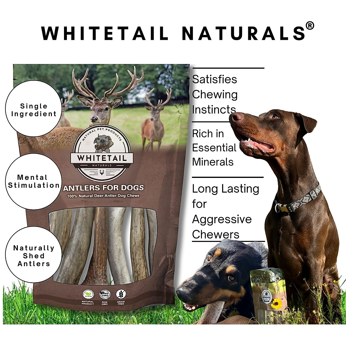 WhiteTail Naturals - Premium Deer Antlers for Small Dogs - Naturally Shed Dog Antler, Long Lasting Chew Bone for Puppies and Smaller Breeds