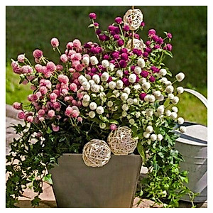100+ Mix Globe Amaranth Gomfrena Pompom Flower Annual Outdoor Beautiful Garden
