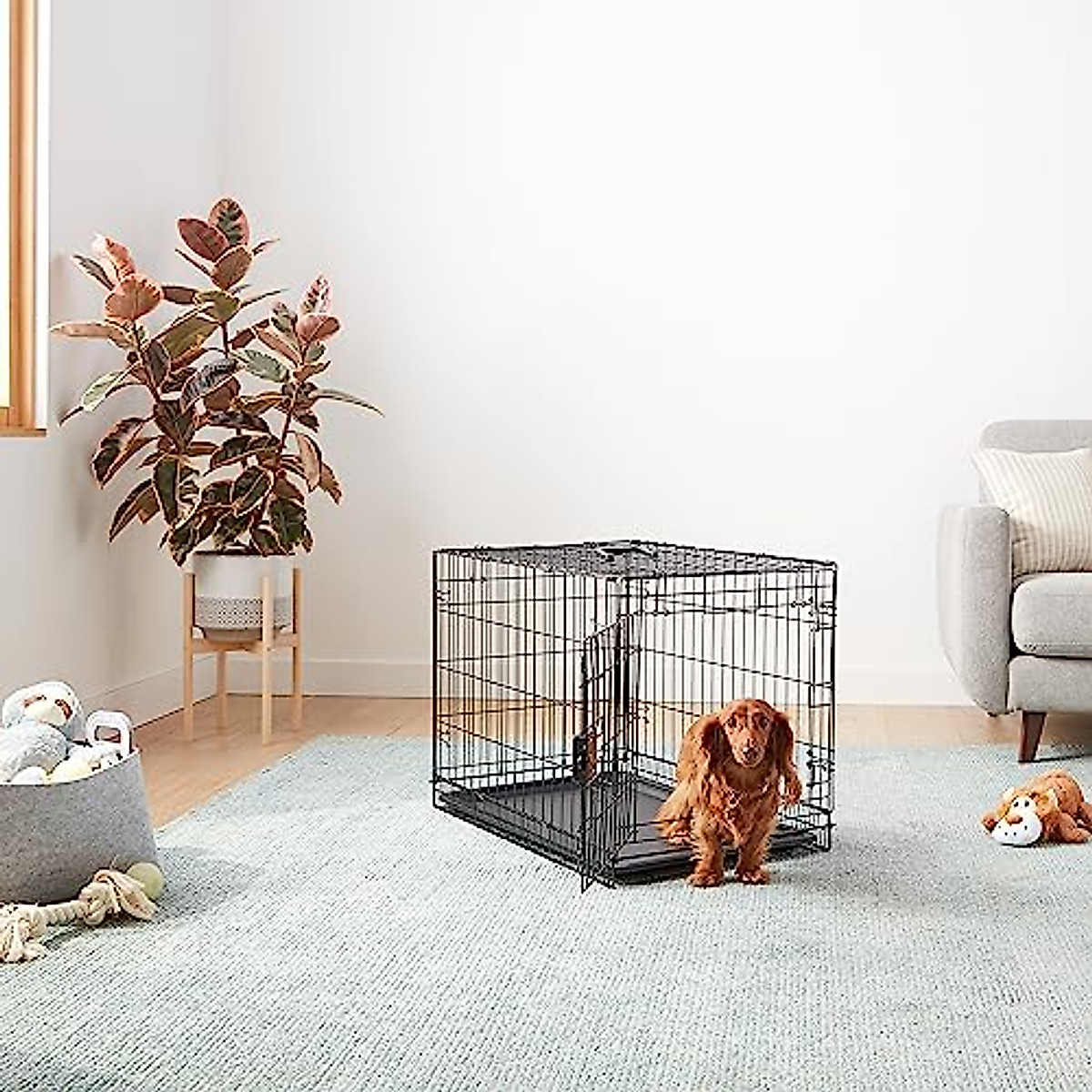 Amazon Basics - Durable, Foldable Metal Wire Dog Crate with Tray, Single Door, 30 x 19 x 21 Inches, Black