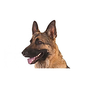 PetSafe Stay + Play Wireless Dog Fence for 2 Dogs: Large/Stubborn Dogs